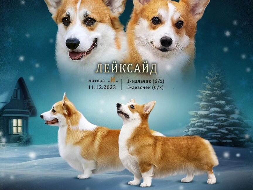 Две девочки вельш корги пемброк