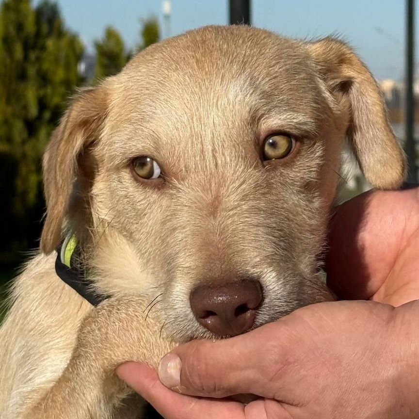 Щенок Джек ищет дом