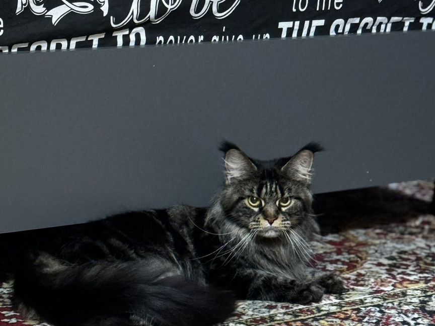 Кошечка ищет жениха