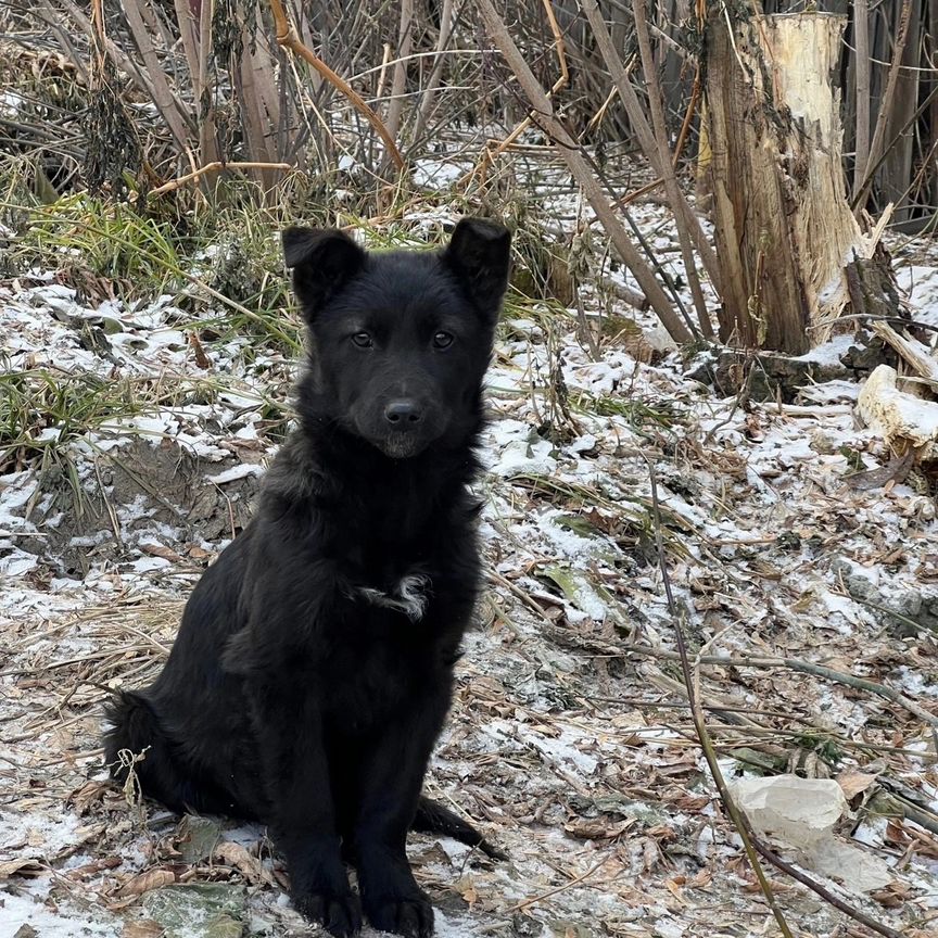 Хорошие щенки на охрану