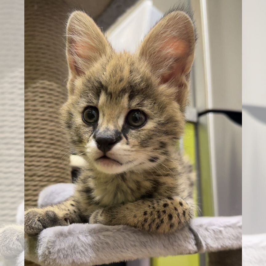 Саванна котёнок