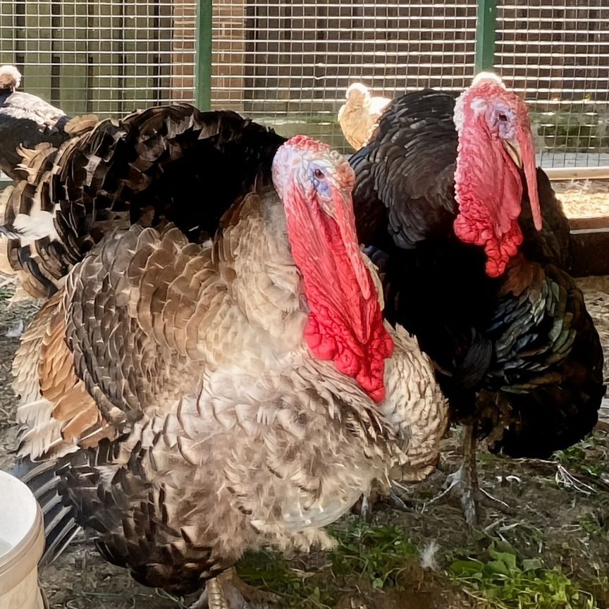 Индюки индюшата и/я
