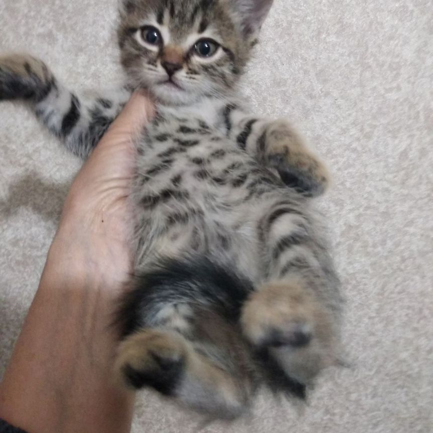 Котенок.Полосатый мальчик. 1.5 месяца