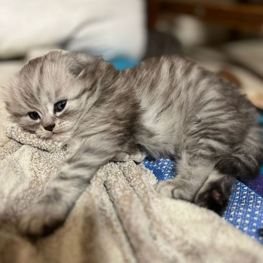 Шотландская