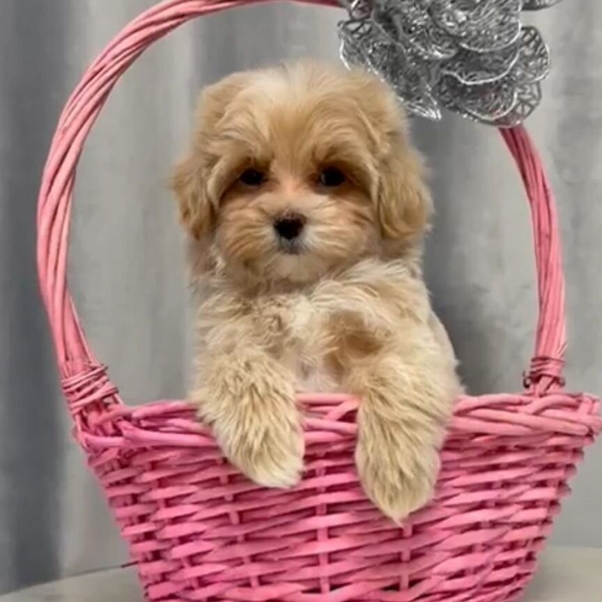 Мальтипу, щенок