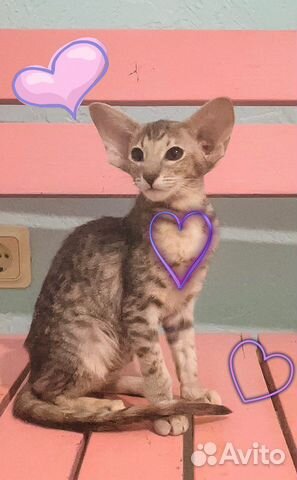 Ориентальный котенок