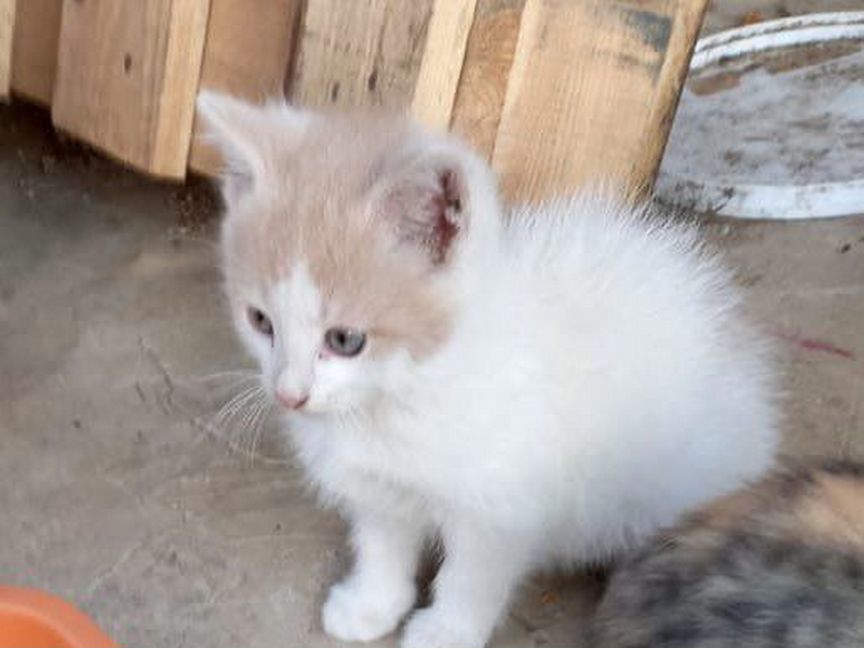 Милаха
