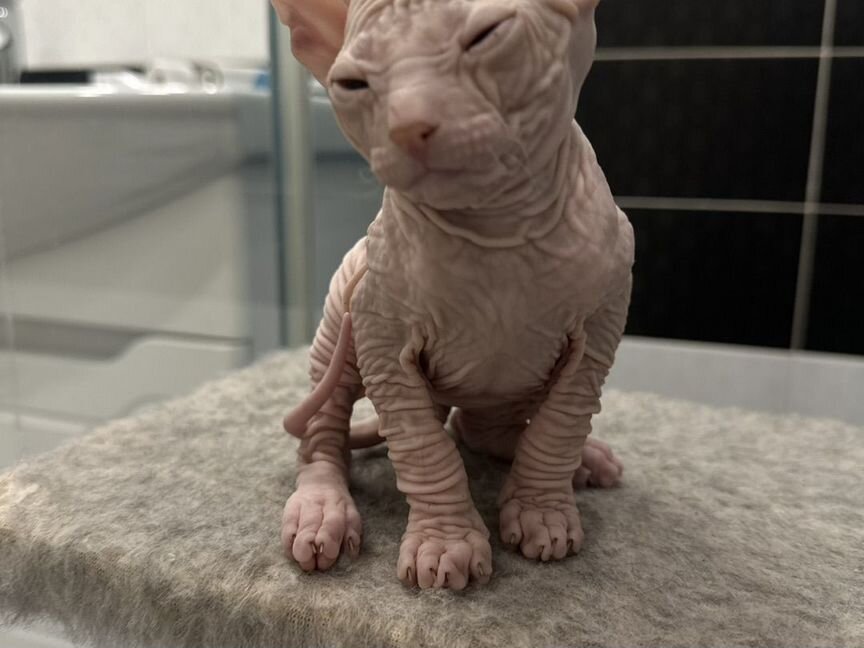 Донской сфинкс котята