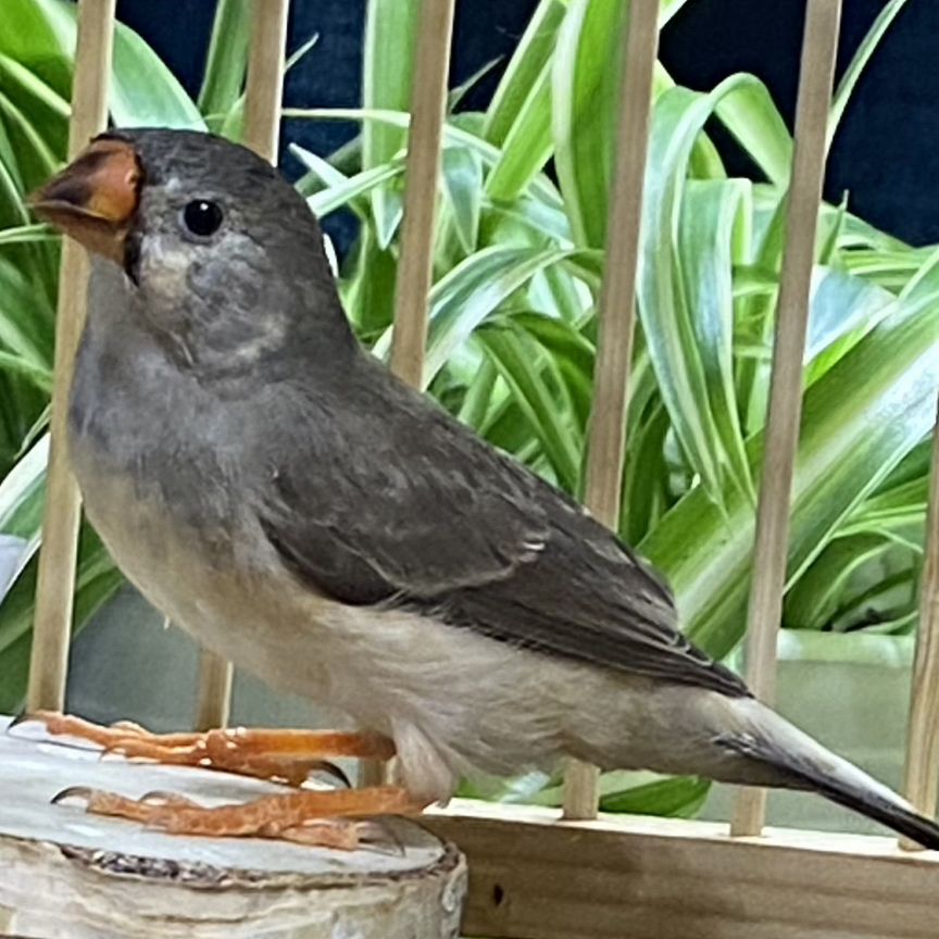 Зебровые амадины