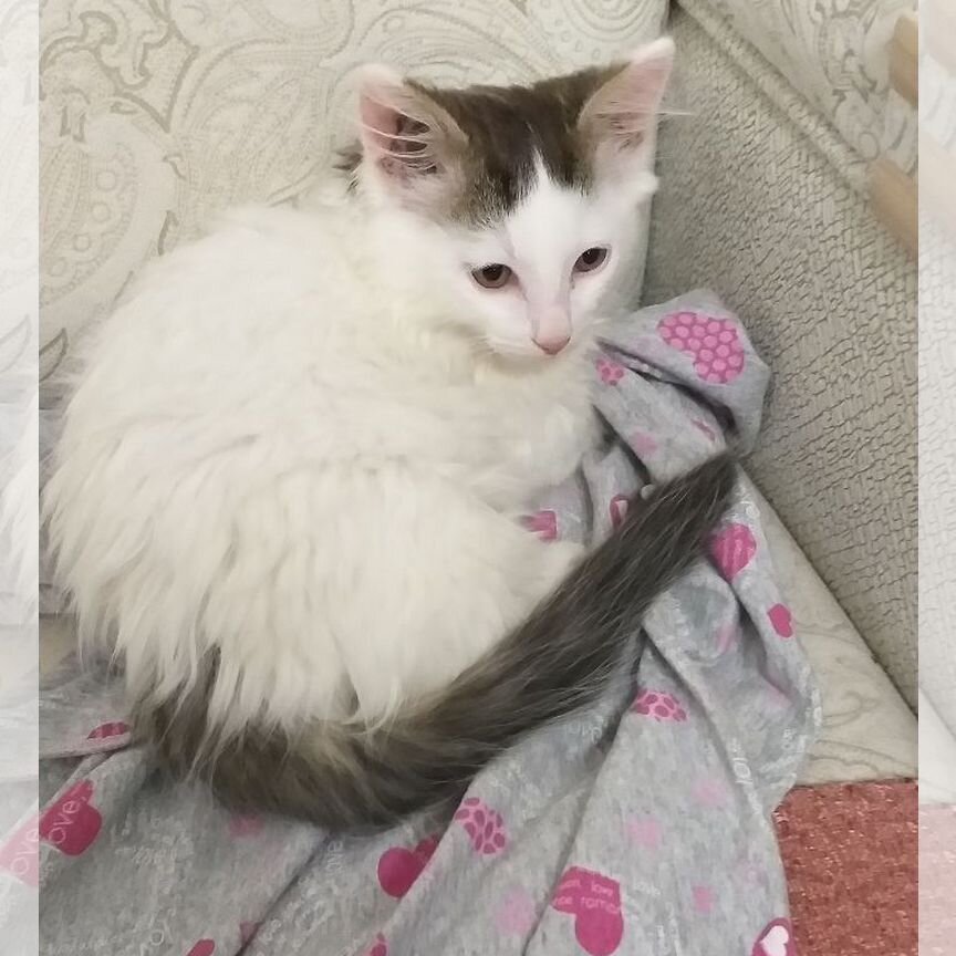 Котенок найденыш