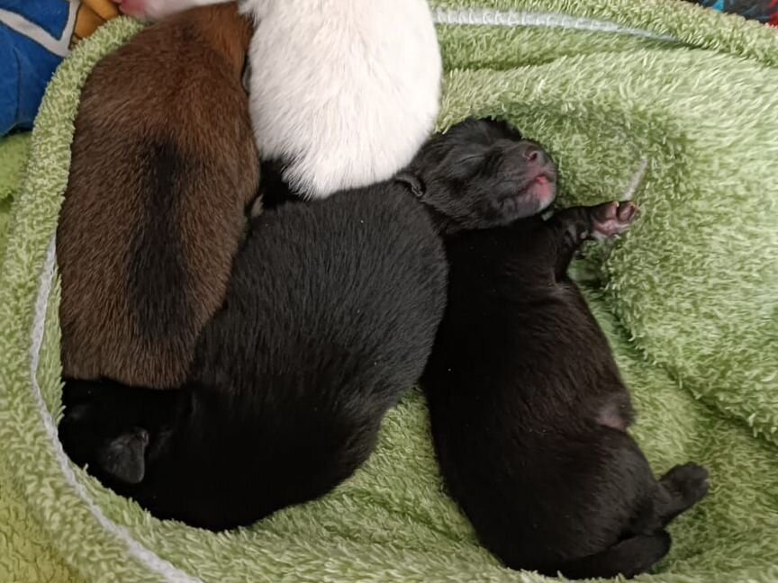 Малый немецкий шпиц