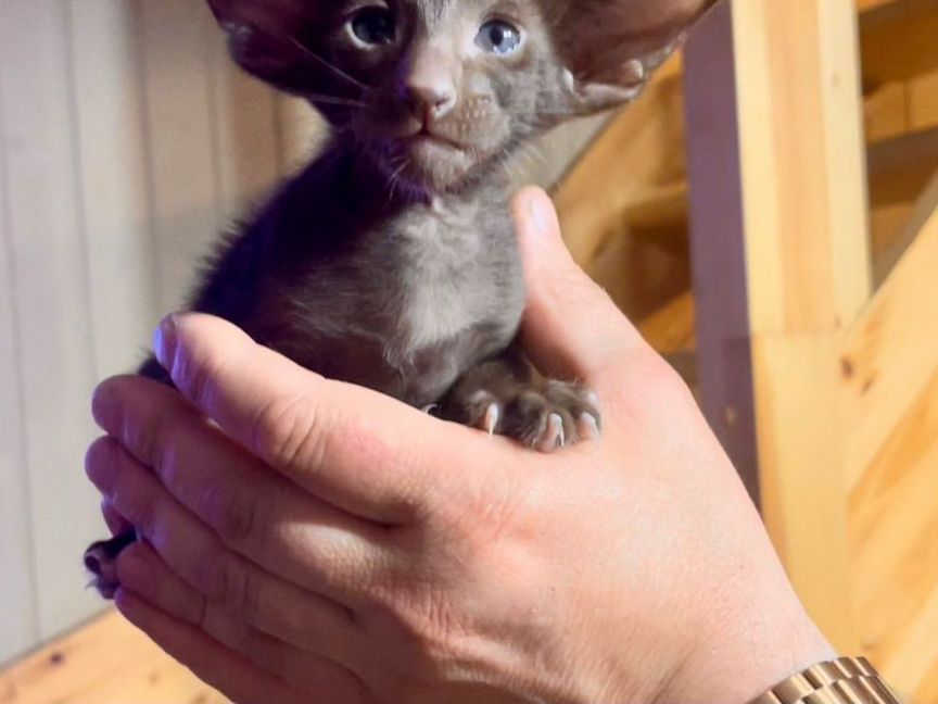 Ориентальные котята