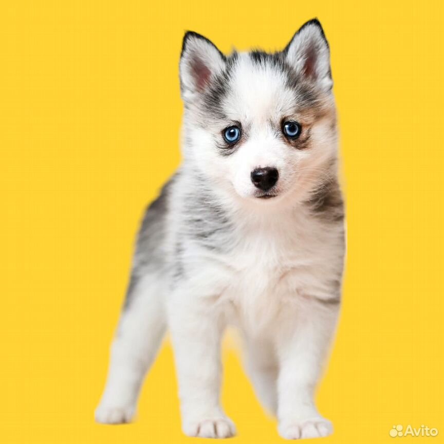 Щенки Помски