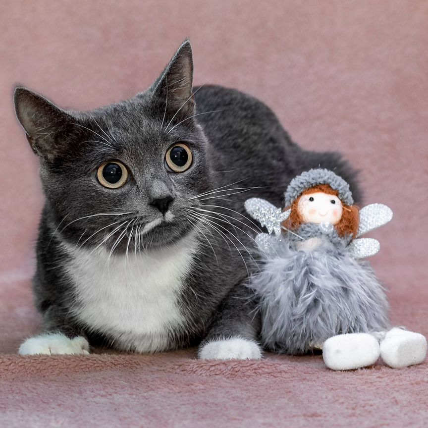 Взрослая, кошка в добрые руки