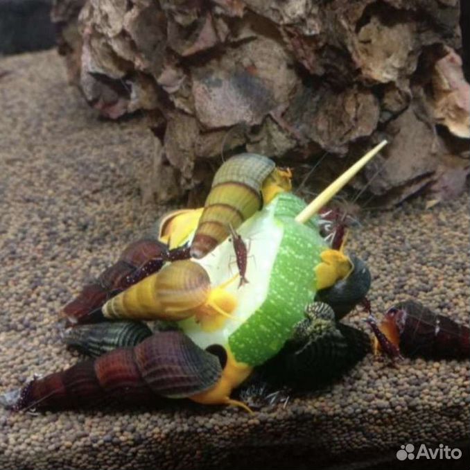 Улитки аквариумные тиломелании