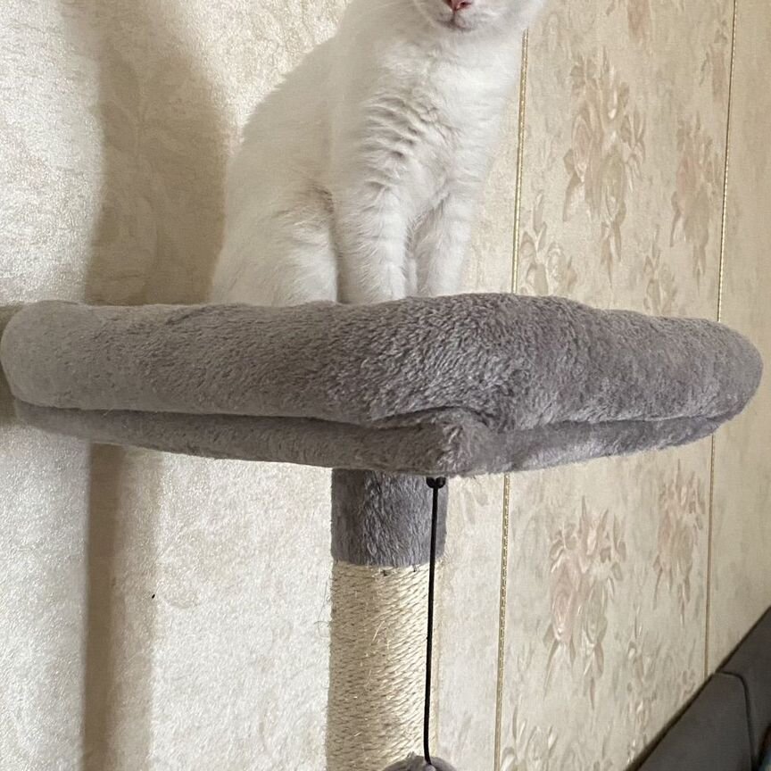Шотландский кот вязка
