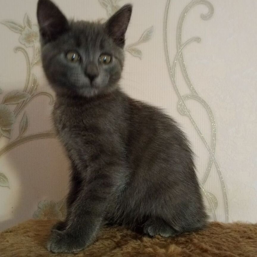 Котенок в добрые руки даром