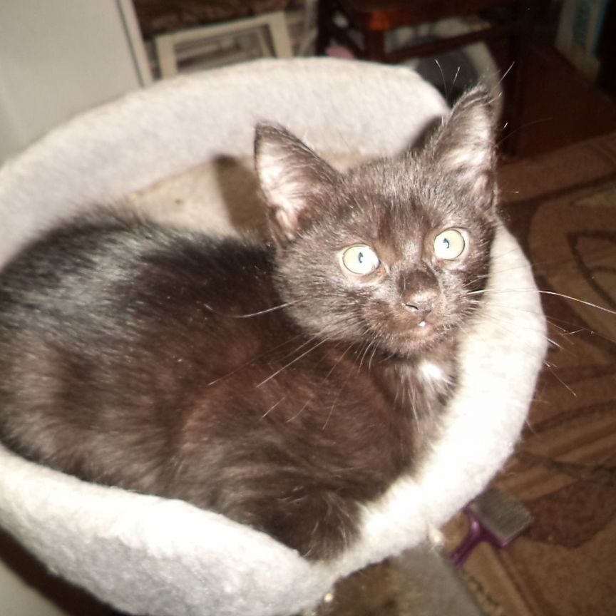 Кошки