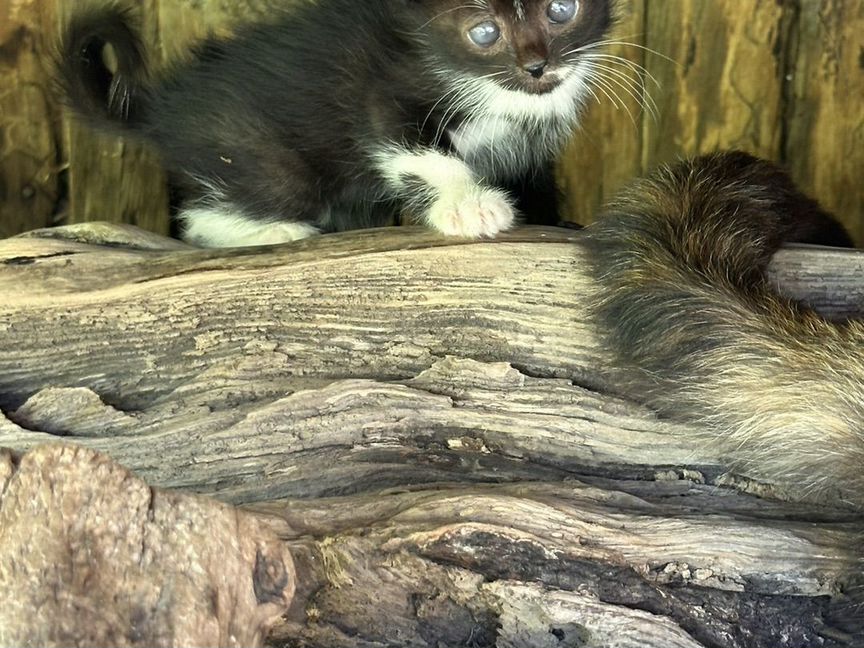 Котенок в добрые рукиспасите малыша