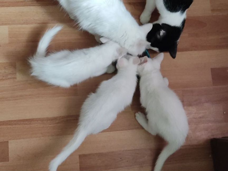 Сибирские котята