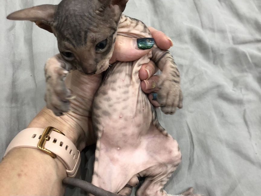 Донской сфинкс котята
