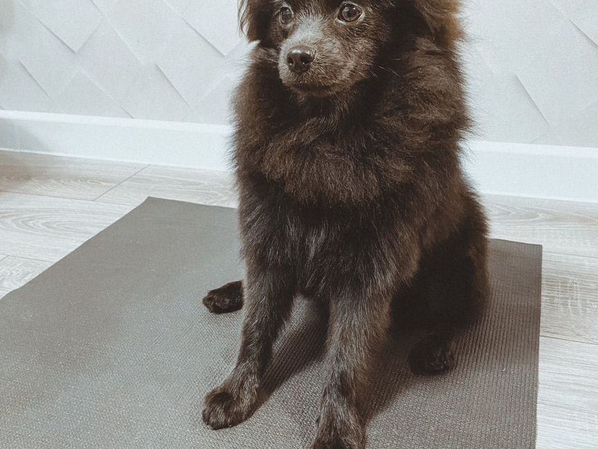 Померанский шпиц