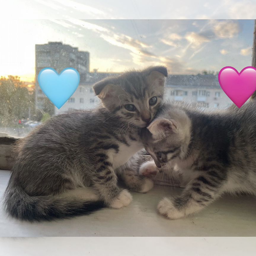 Британский короткошёрстный котёнок