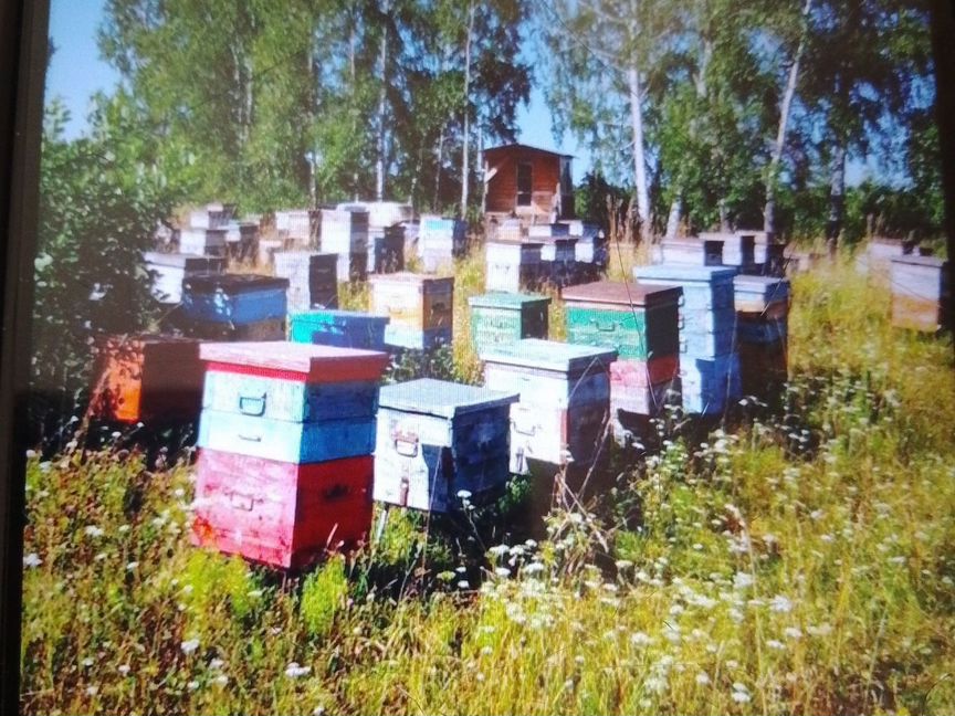 Продам ульи дадан