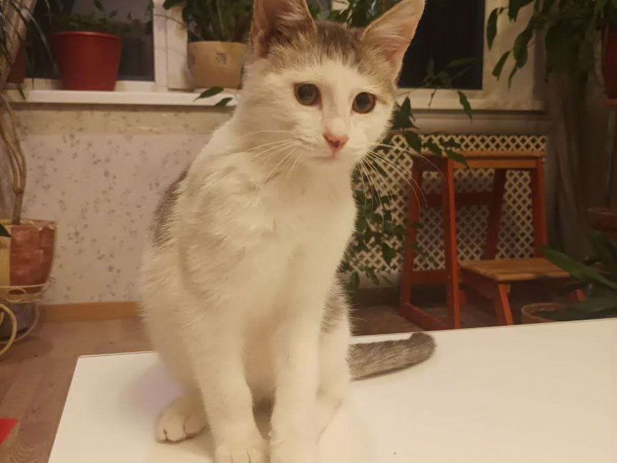 Котенок мальчик Беляшик 3 мес