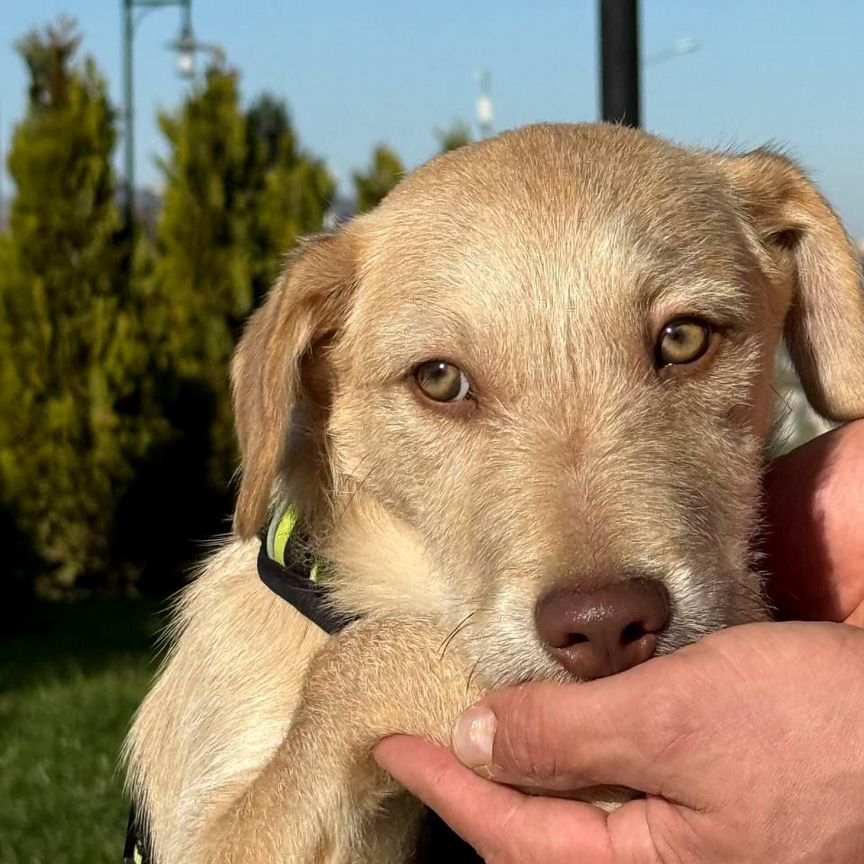 Щенок в добрые руки бесплатно