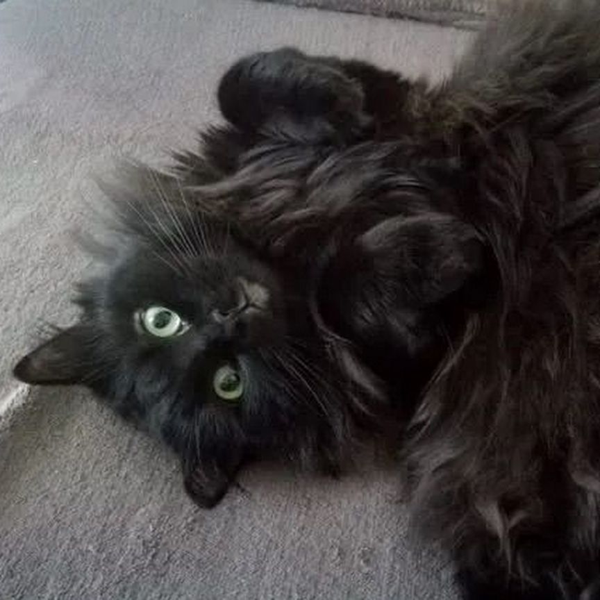 Взрослый кот в добрые руки