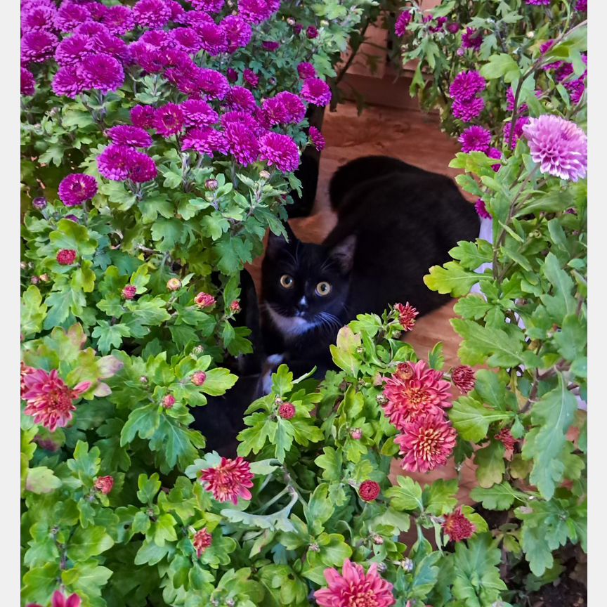 Плюшевая кошечка