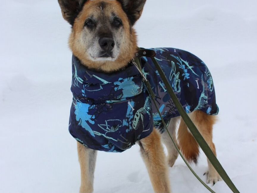 Собака в добрые руки