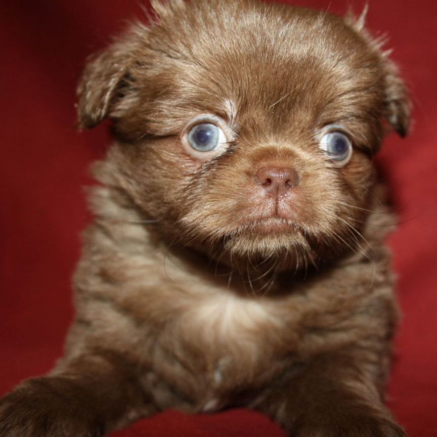 Щенки чихуахуа длинношерстные мини