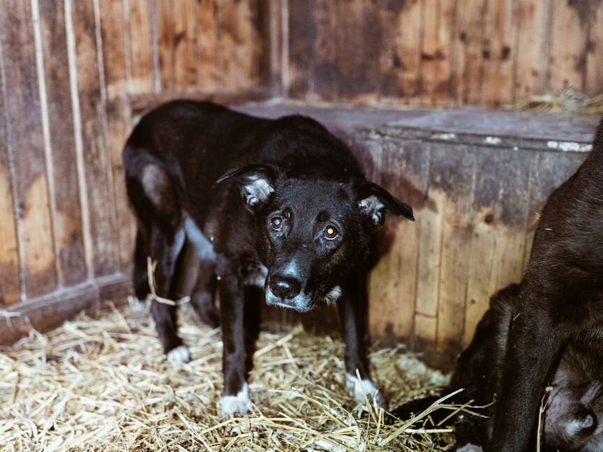 Собака в добрые руки