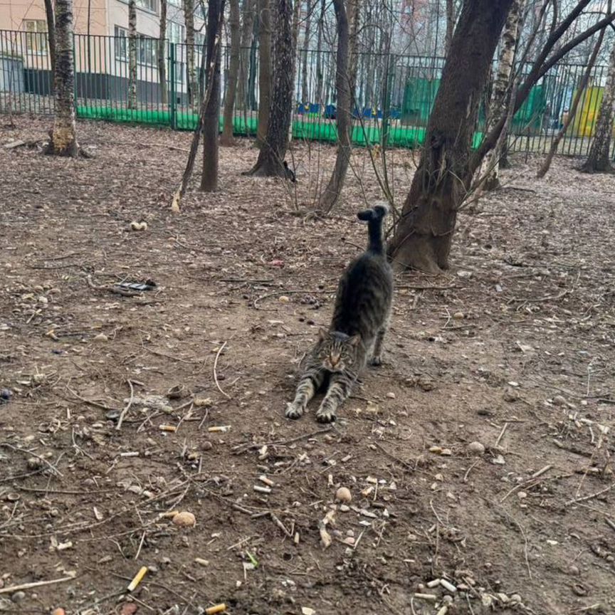 Котейка