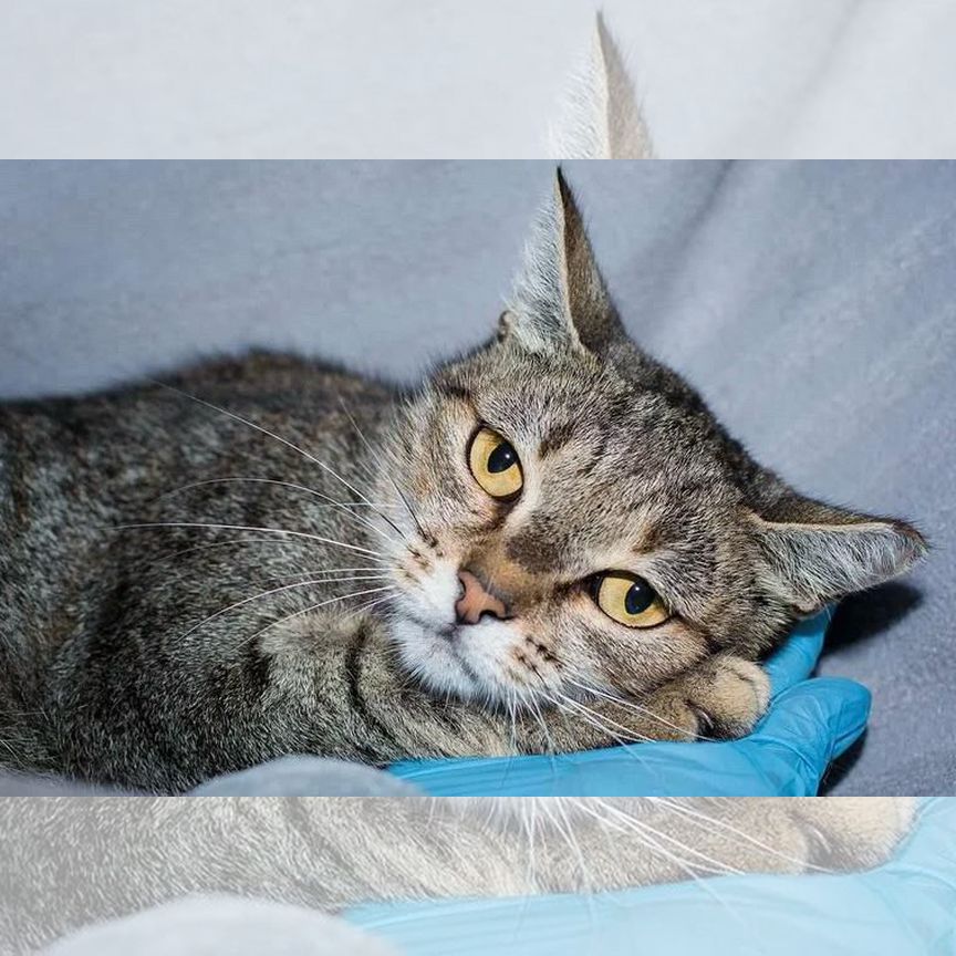 Скромная полосатая кошка Олли