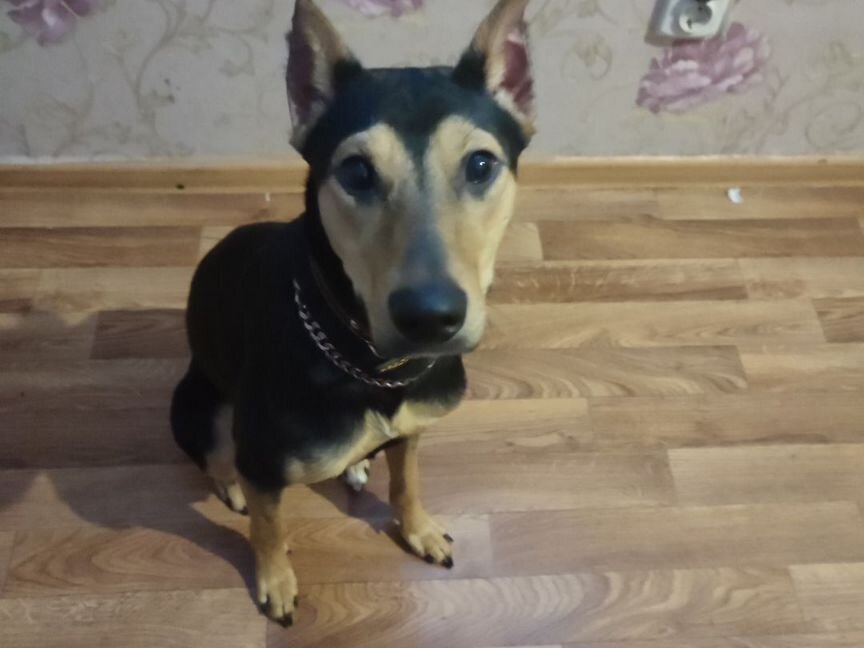 Собака