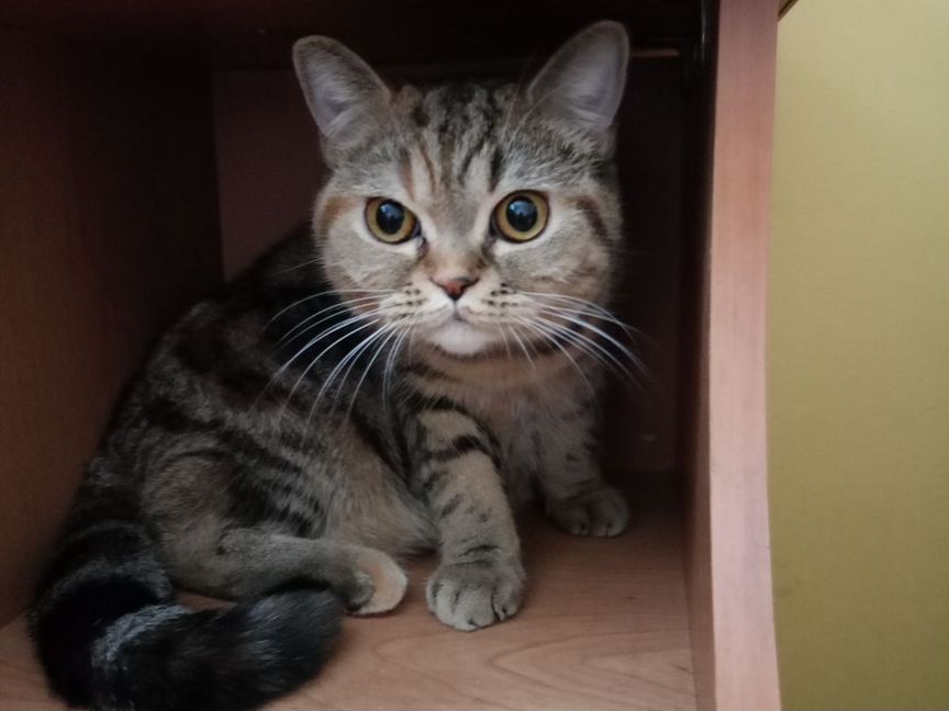 Найдена кошка