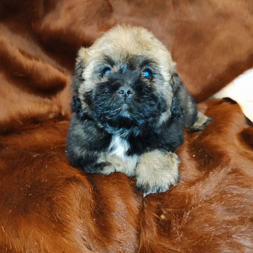 Мальтипу мальчик стандарт