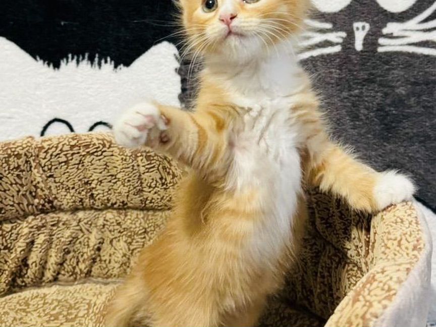 Рыжий котенок девочка 2 мес