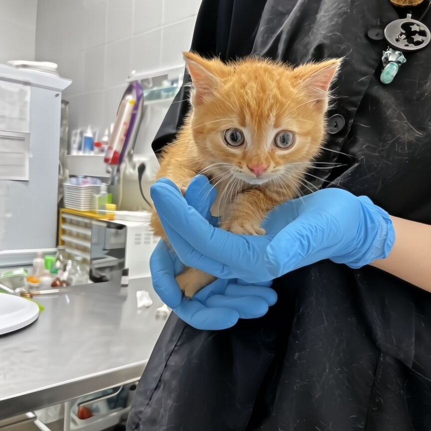 Котёнок в добрые руки