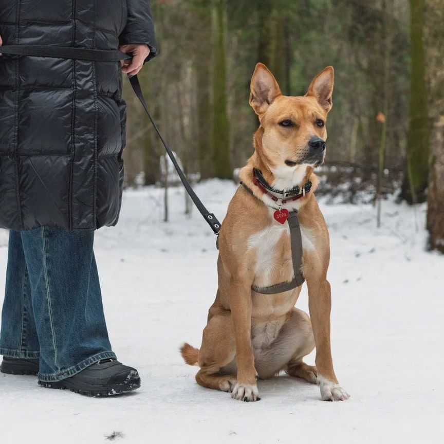 Метис американской dingo в добрые руки