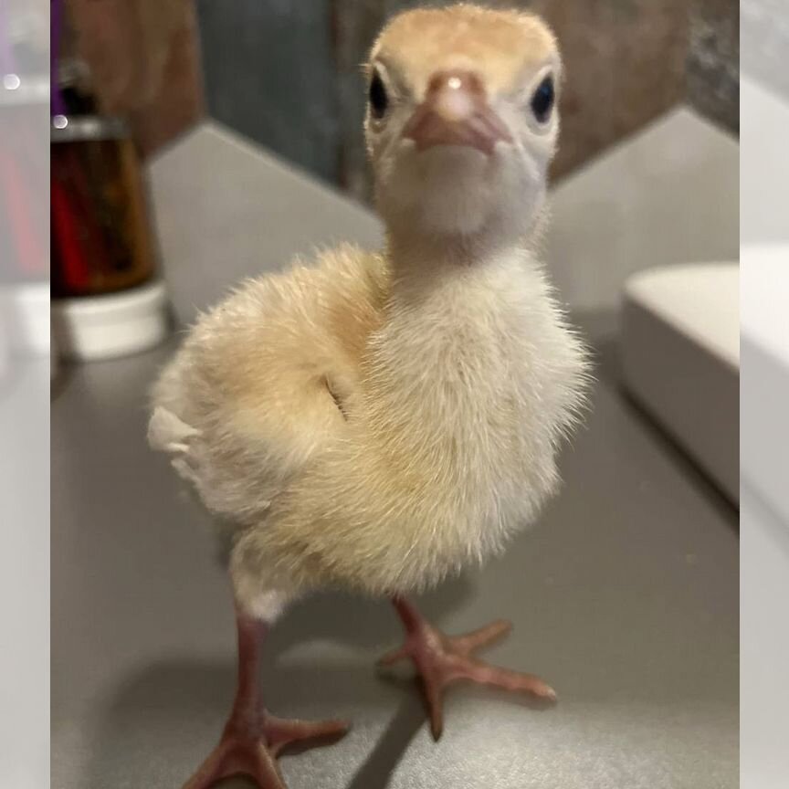 Индюк хайбрид