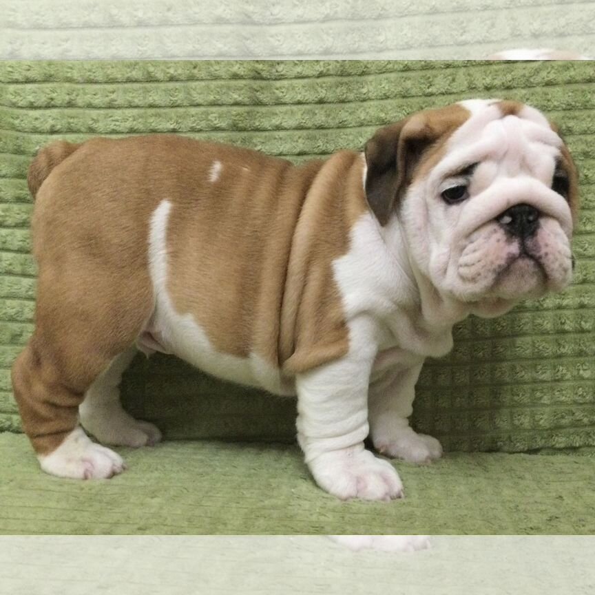 Английский бульдог, щенок