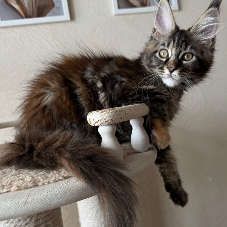 Мейн-кун котёнок