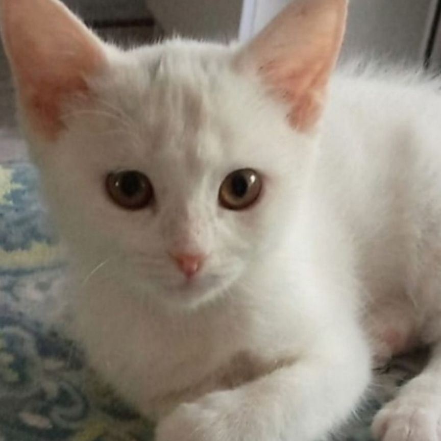 Сибирские котята