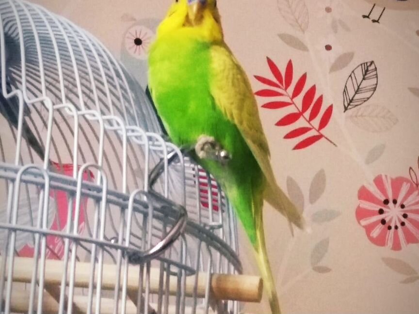 Волнистые попугаи.Пара