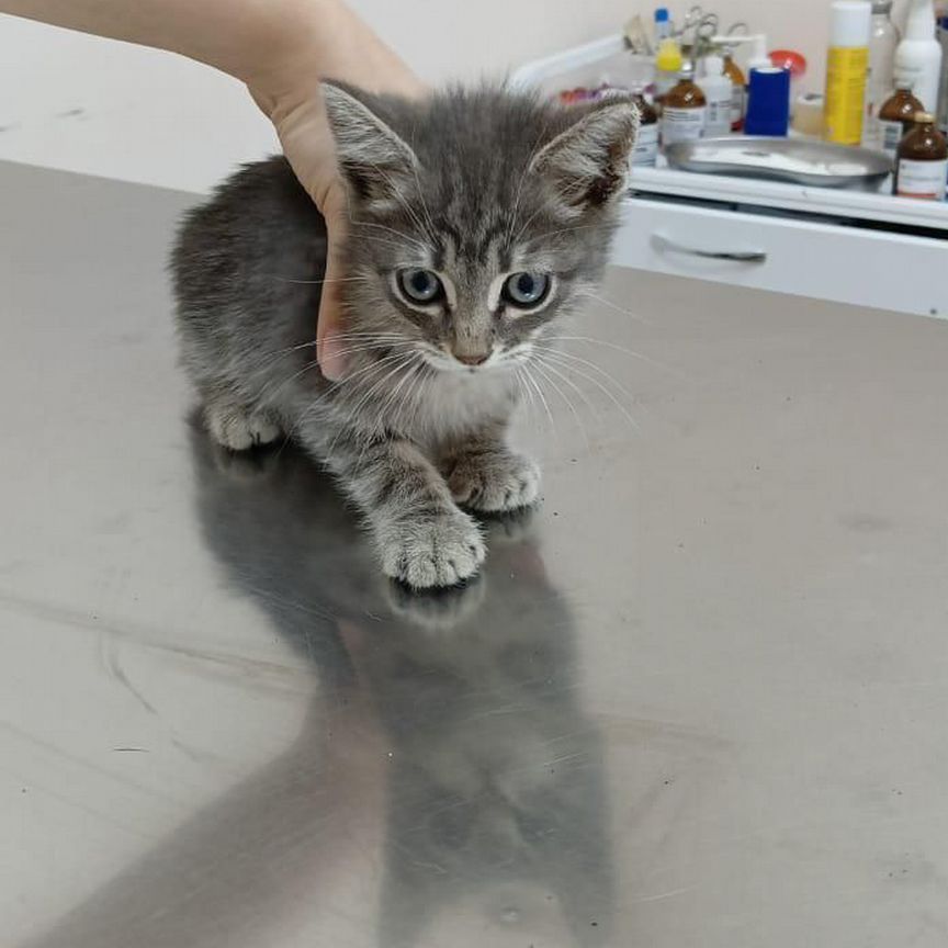 Котёнок - мальчик в добрые руки