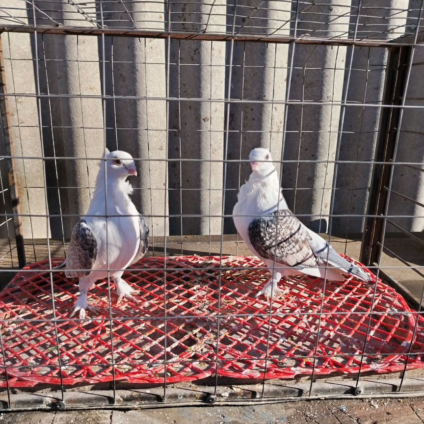 Турецкая совка, масть сатинеты